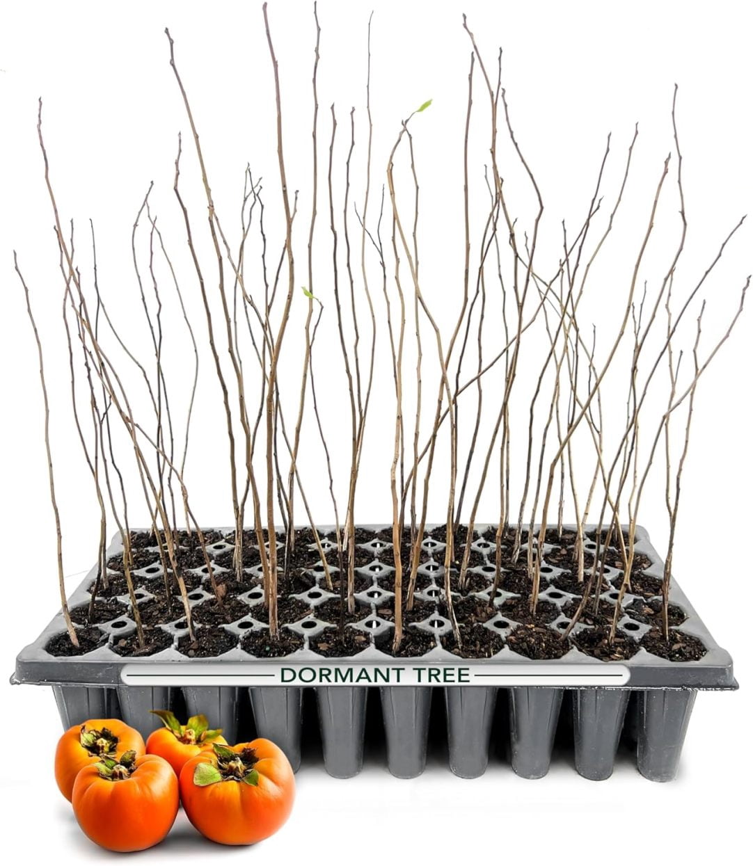 Persimmon Fruit Trees | 3 Live Trees | Diospyros Kaki | Edible Fruit ...