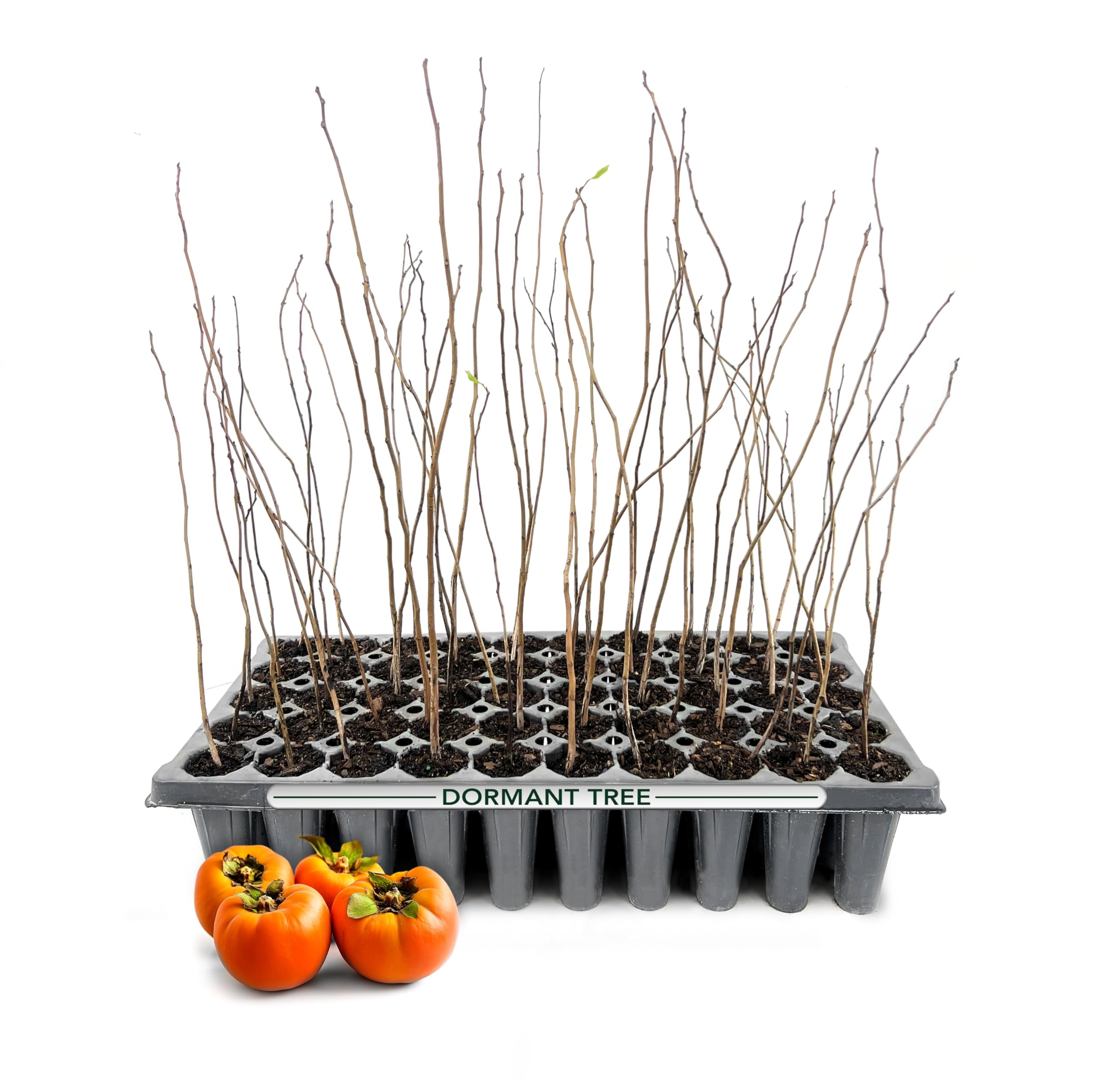Persimmon Fruit Trees | 3 Live Trees | Diospyros Kaki | Edible Fruit ...