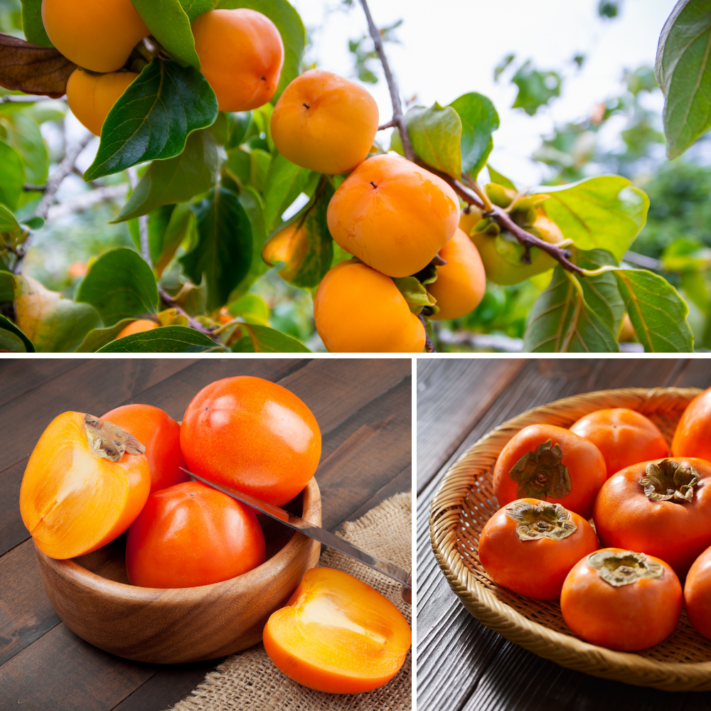 Persimmon Plant for Planting, 8 - 10 Inches Starter Plant, Dormant ...