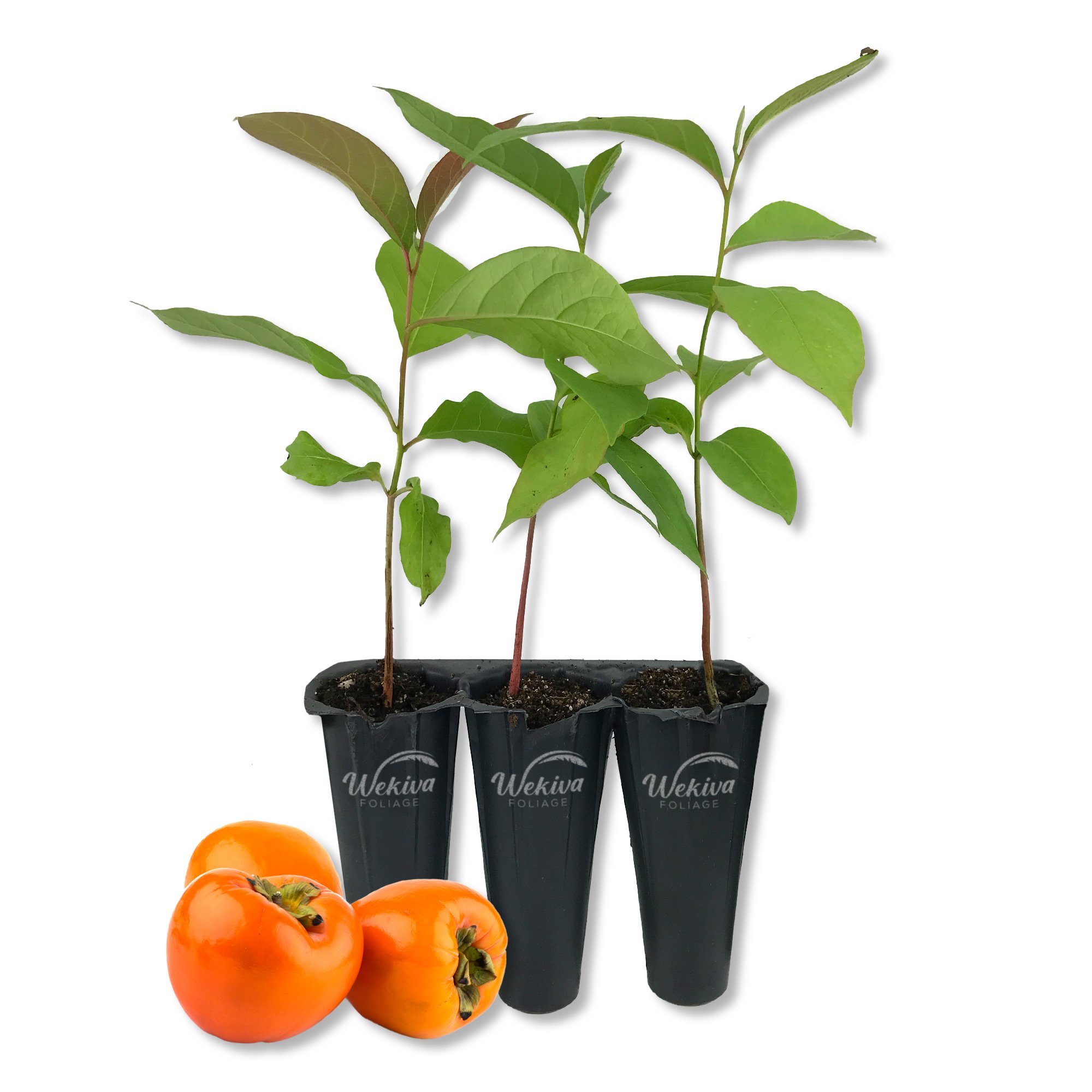 Persimmon Tree - 3 Live Starter Plants in 2 Inch Growers Pots ...