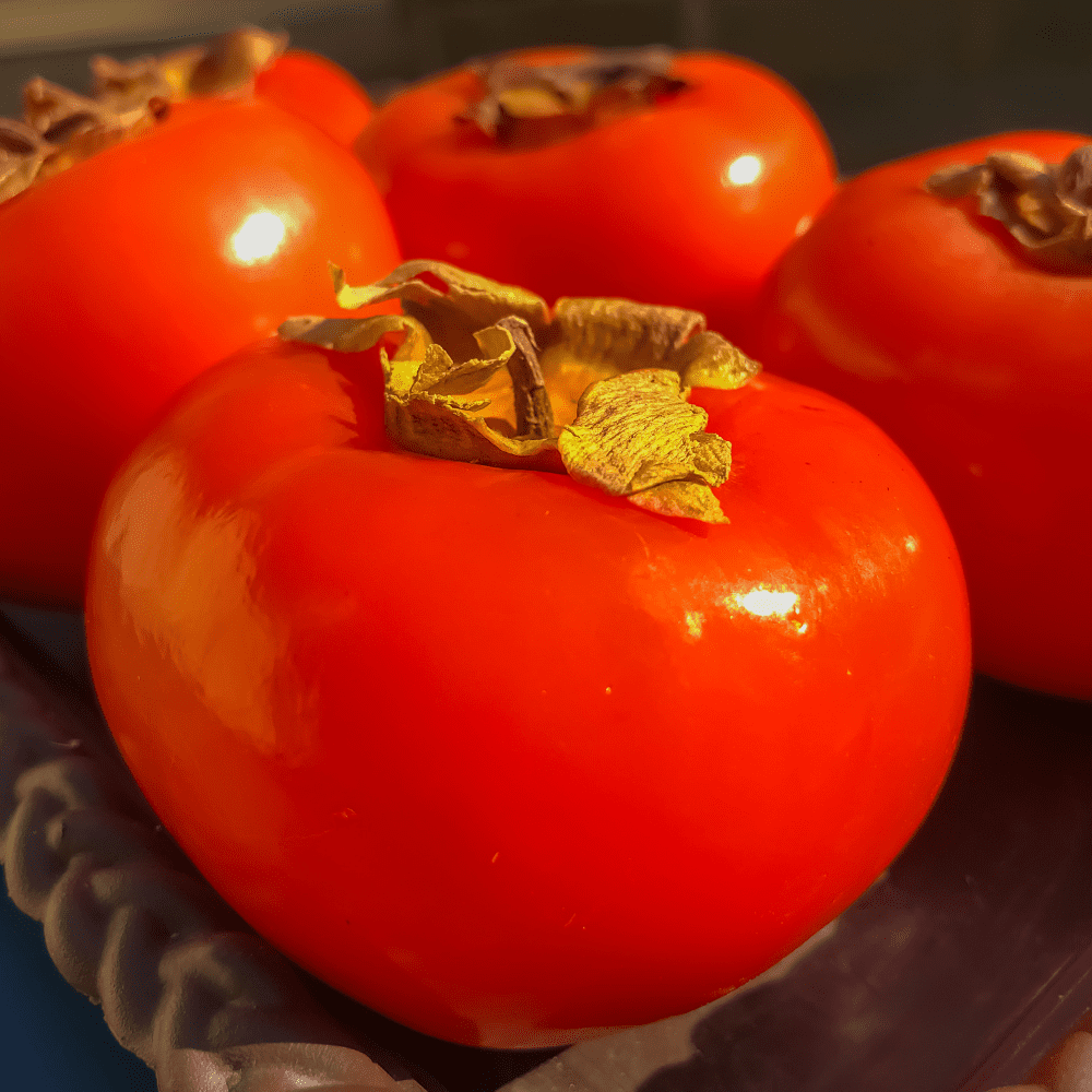 Persimmon Tree, 8-10'' Height, Dormant Well-Rooted Fruit Plant ...