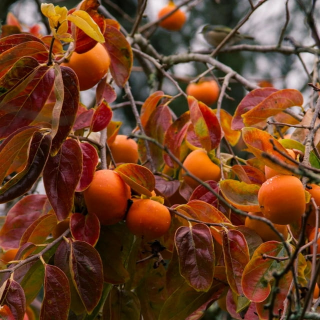 Persimmon Tree "American" - Walmart.com