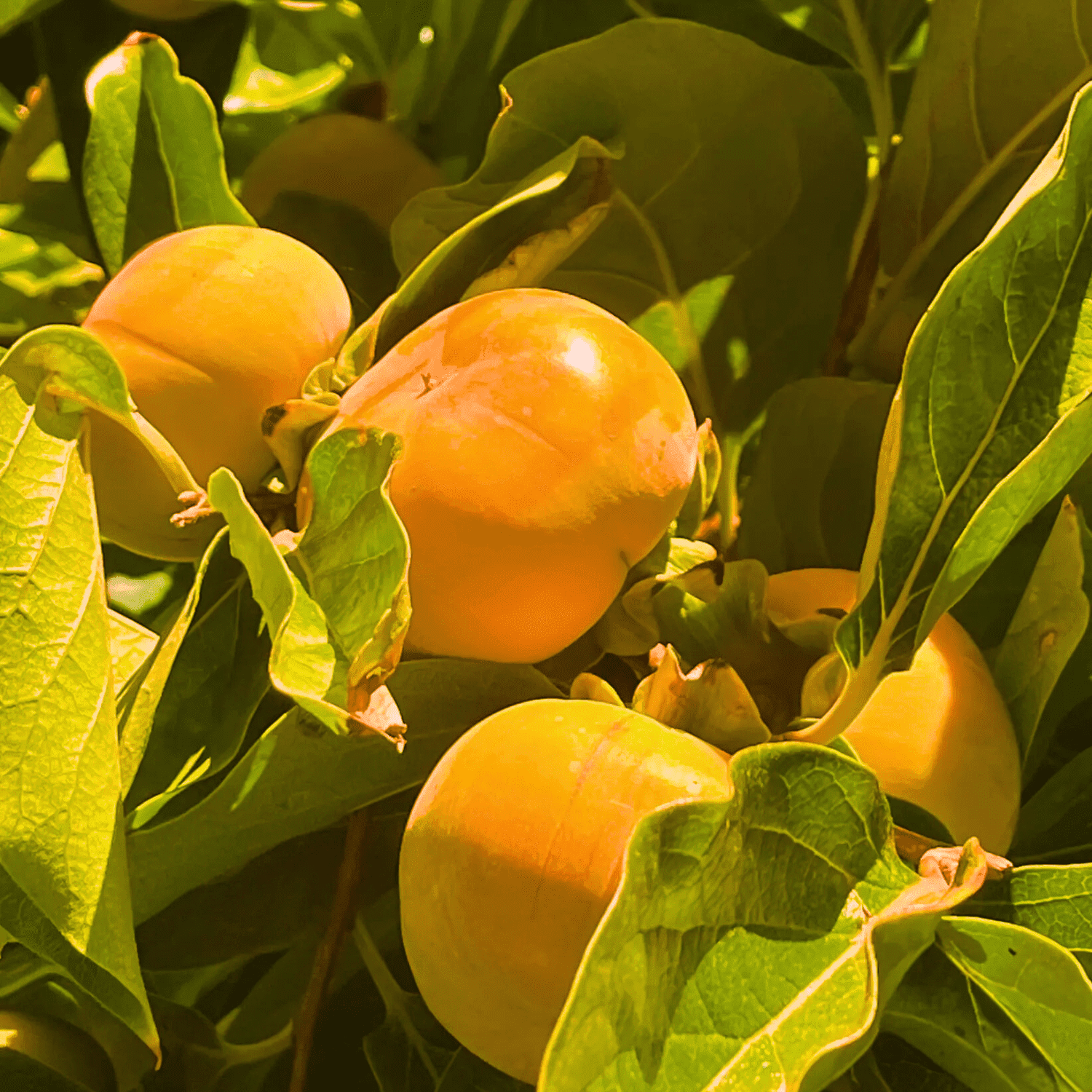 Persimmon Tree Live Plant, 8-10 inch Sweet Fruiting Persimmon Dormant ...