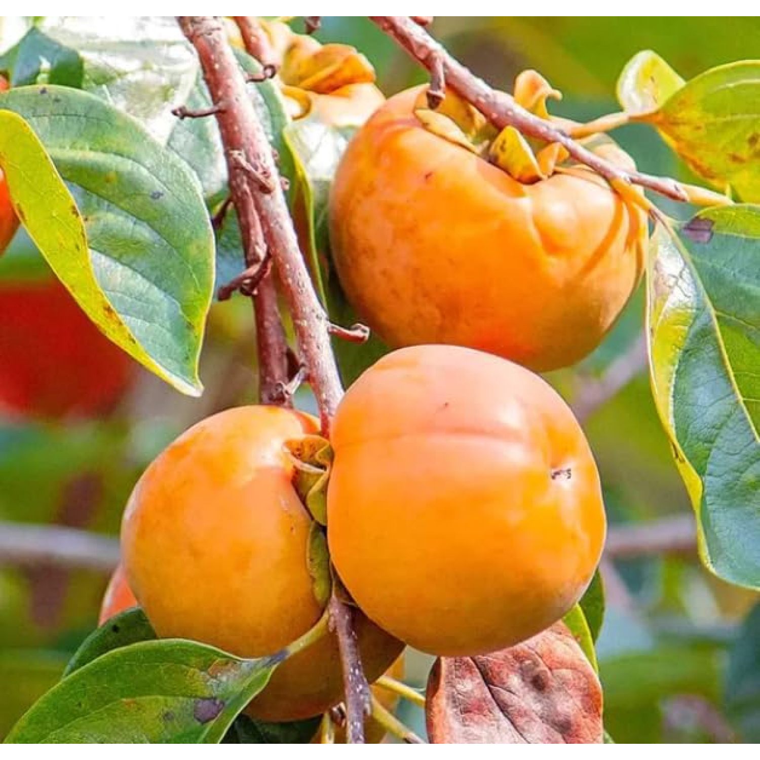 Persimmon Tree Live Plant, American Persimmon 6 to 12 Inc in 3 Inc Pot ...