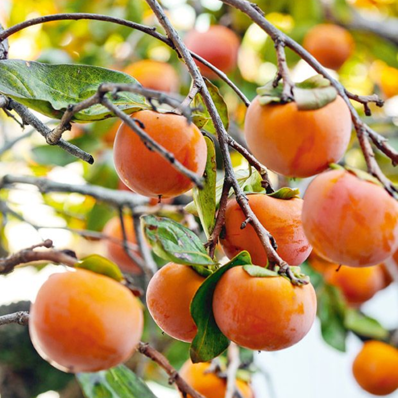 Persimmon Tree Live Plant, American Persimmon Fruit Tree Rooted, 6-12 ...