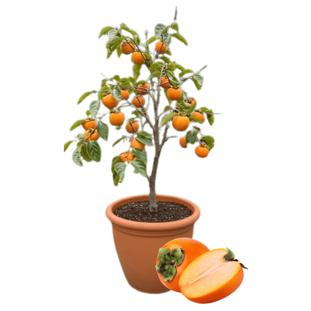 Persimmon Tree Live Plant, Dormant Live Fruit Persimmons Tree, 8–10 ...