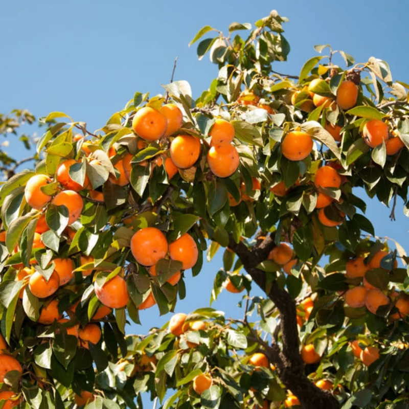 Persimmon Tree Live Plant, Persimmon Plant, Dormant Fruit Tree, 8-10 ...