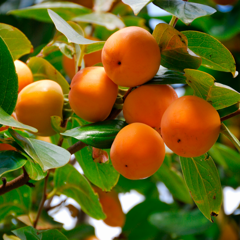 Persimmon Tree Live Plant, Persimmons Fruit Plant, Dormant Tree from 8 ...