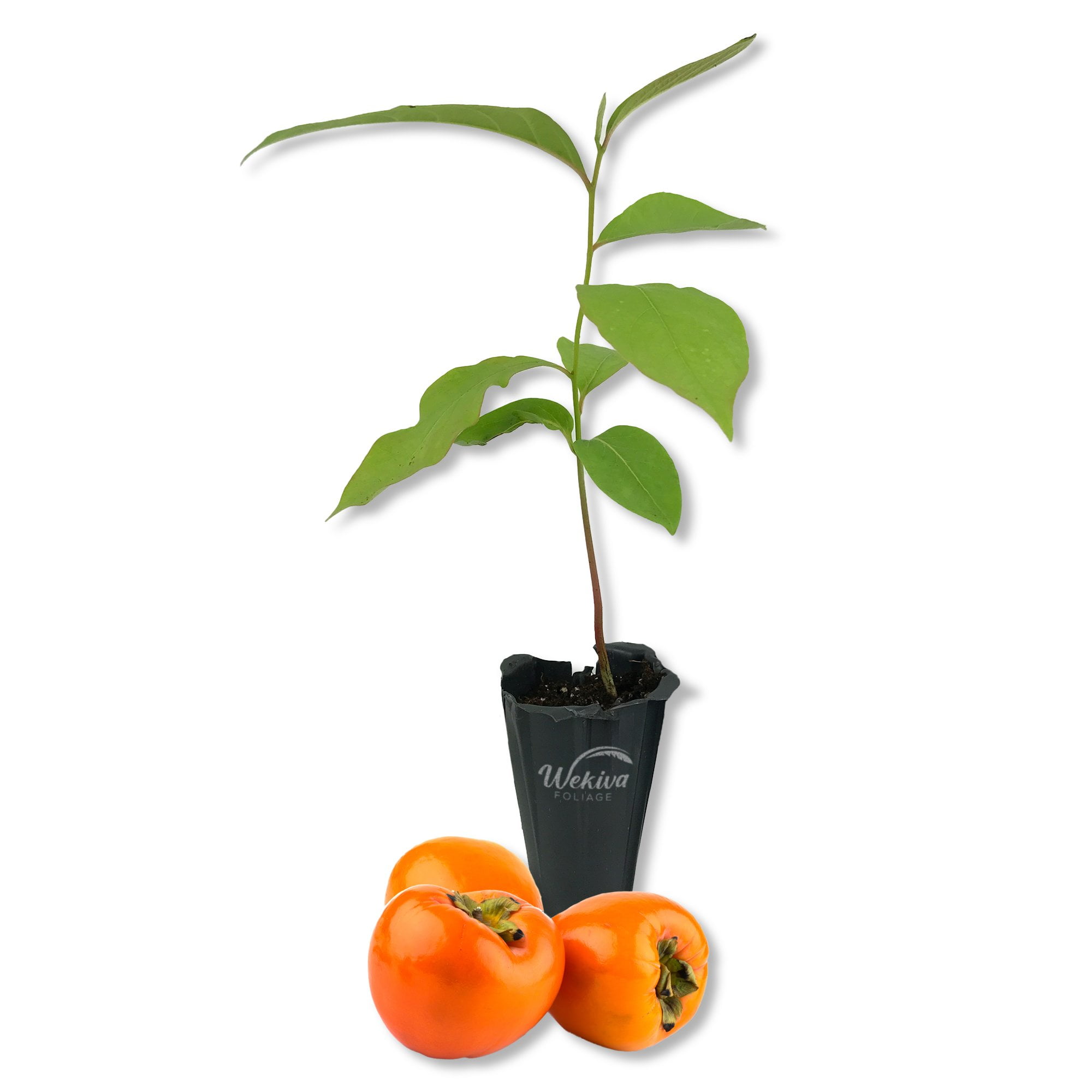 Persimmon Tree - Live Starter Plant in a 2 Inch Growers Pots ...
