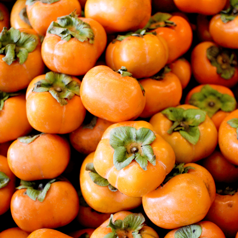 Persimmon Tree in Quart Pot - Ideal for Home Gardens and Landscaping ...