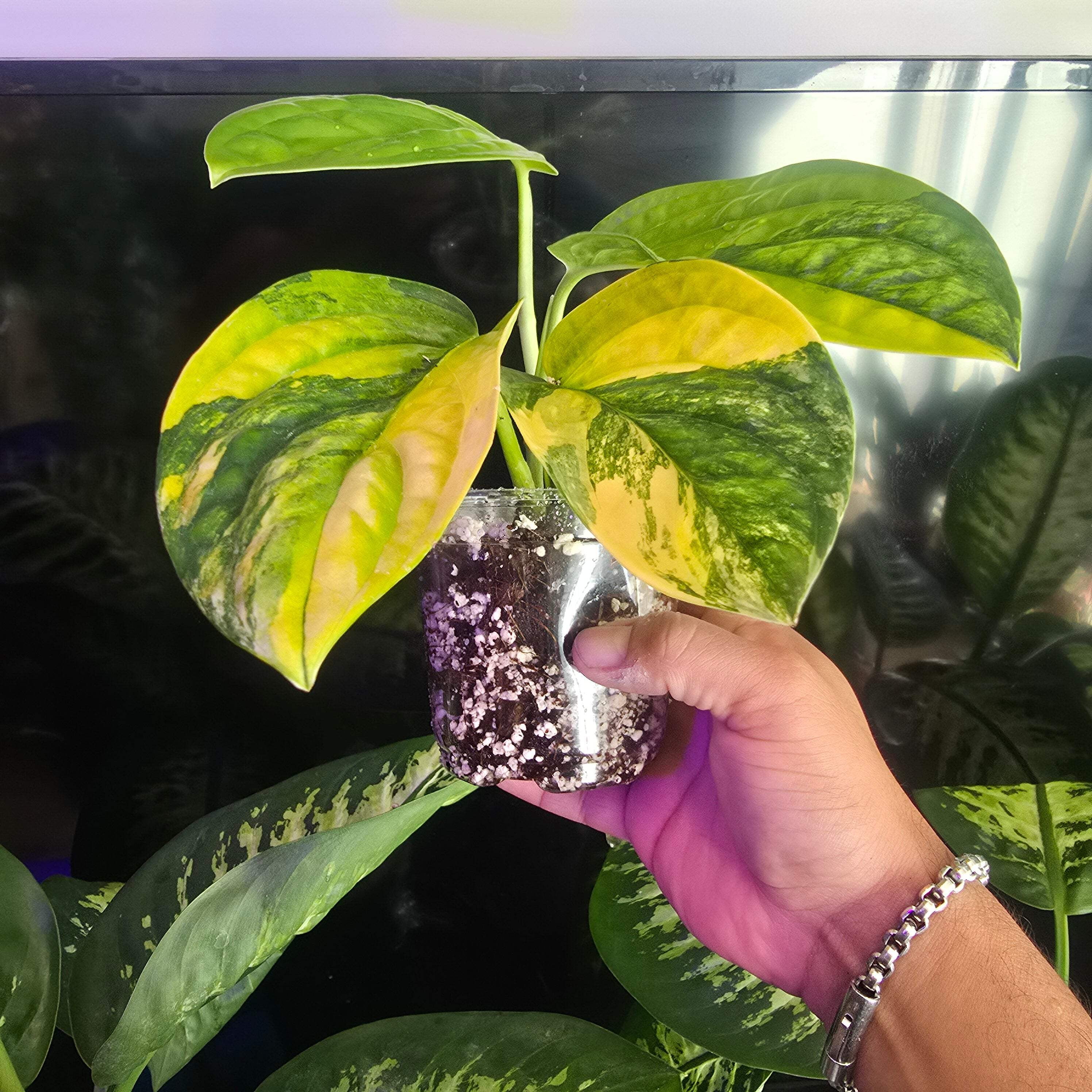 Peru Monstera Variegated in 4 inch pot, exact plant Feb 20 - Walmart.com