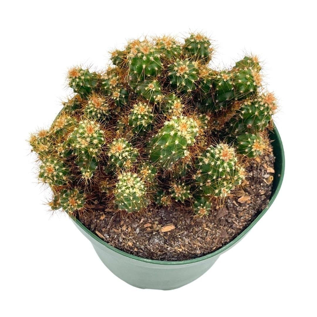 Peruvian Apple Cactus, Cereus repandus, in 4 inch Pot, Crested, Clumped ...