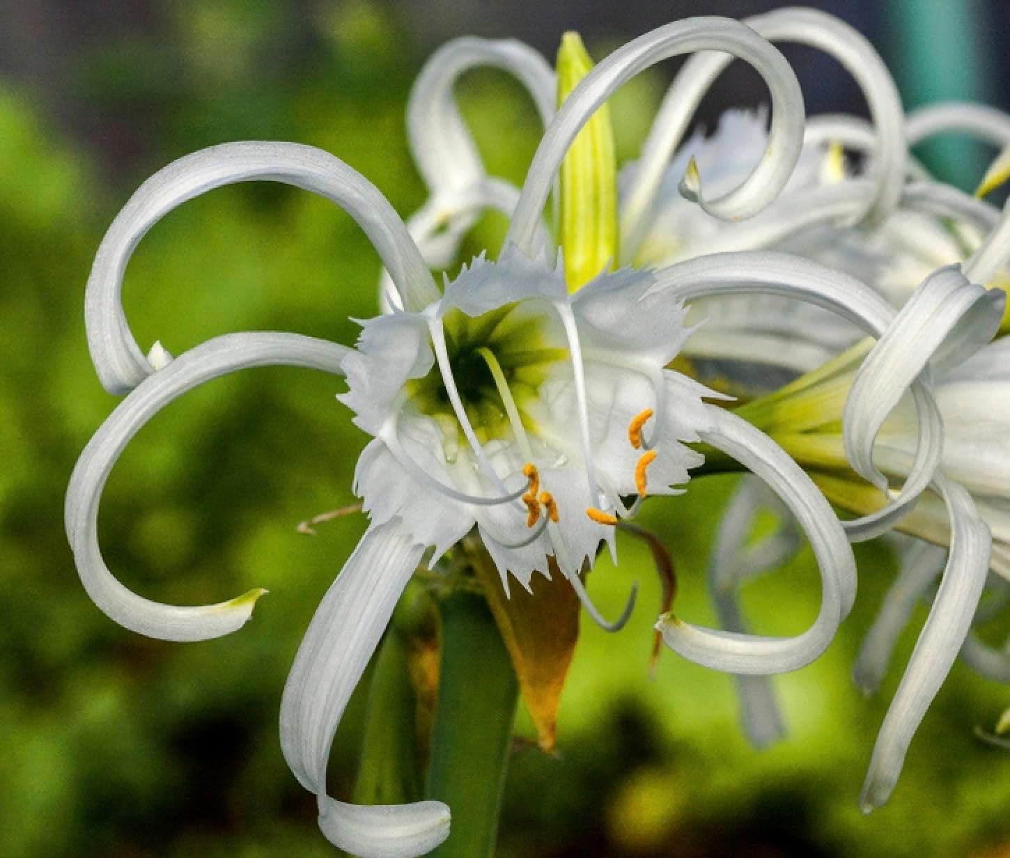 Peruvian Daffodil Bulbs for Planting -Hymenocallis festalis Bulbs ...