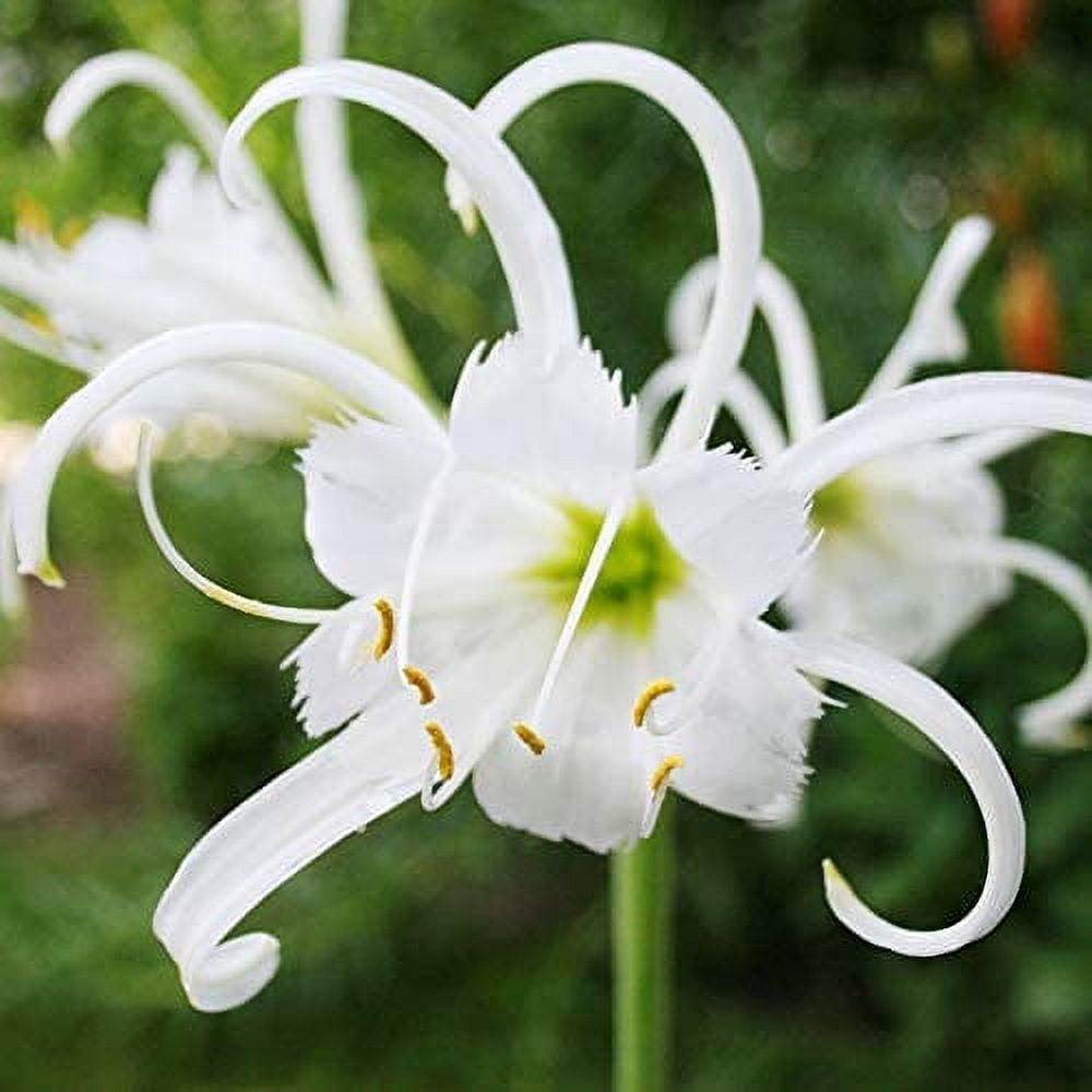 Peruvian Daffodil or Spider Flower Bulbs - 2 Bulbs per Pack - Deer ...