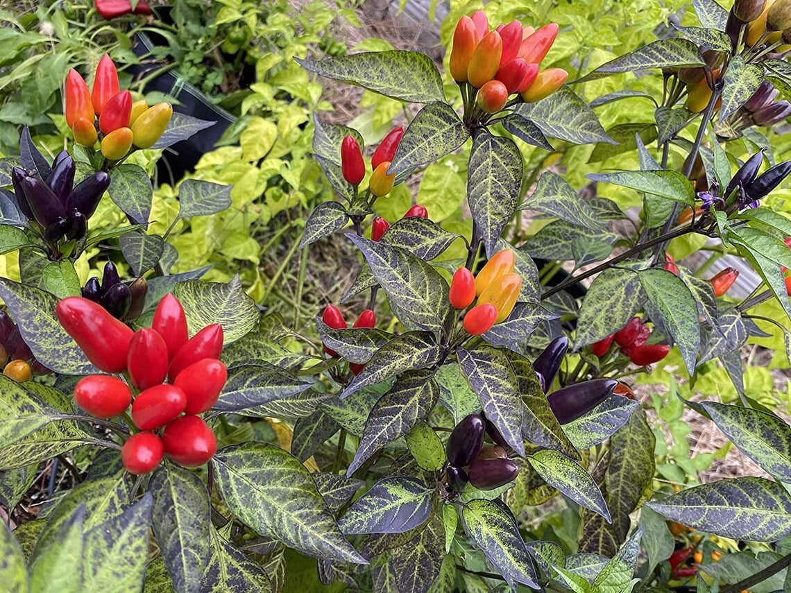 Peruvian Purple Peru Heirloom Pepper Premium Seeds Packet - Walmart.com