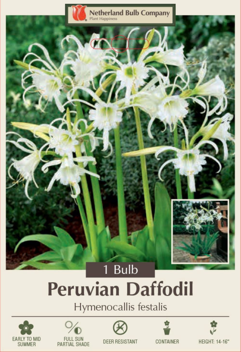 Peruvian White Daffodil Bulb - Hymenocallis festalis - Unusual Bloom ...