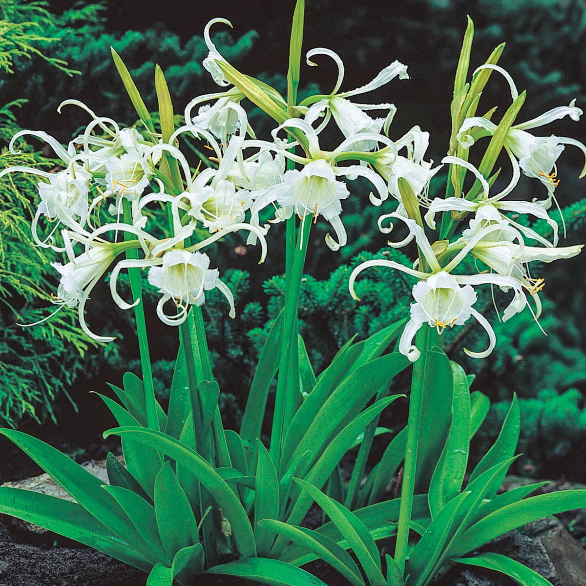 Peruvian White Flowering Hymenocallis Daffodils Dormant Bare Root ...