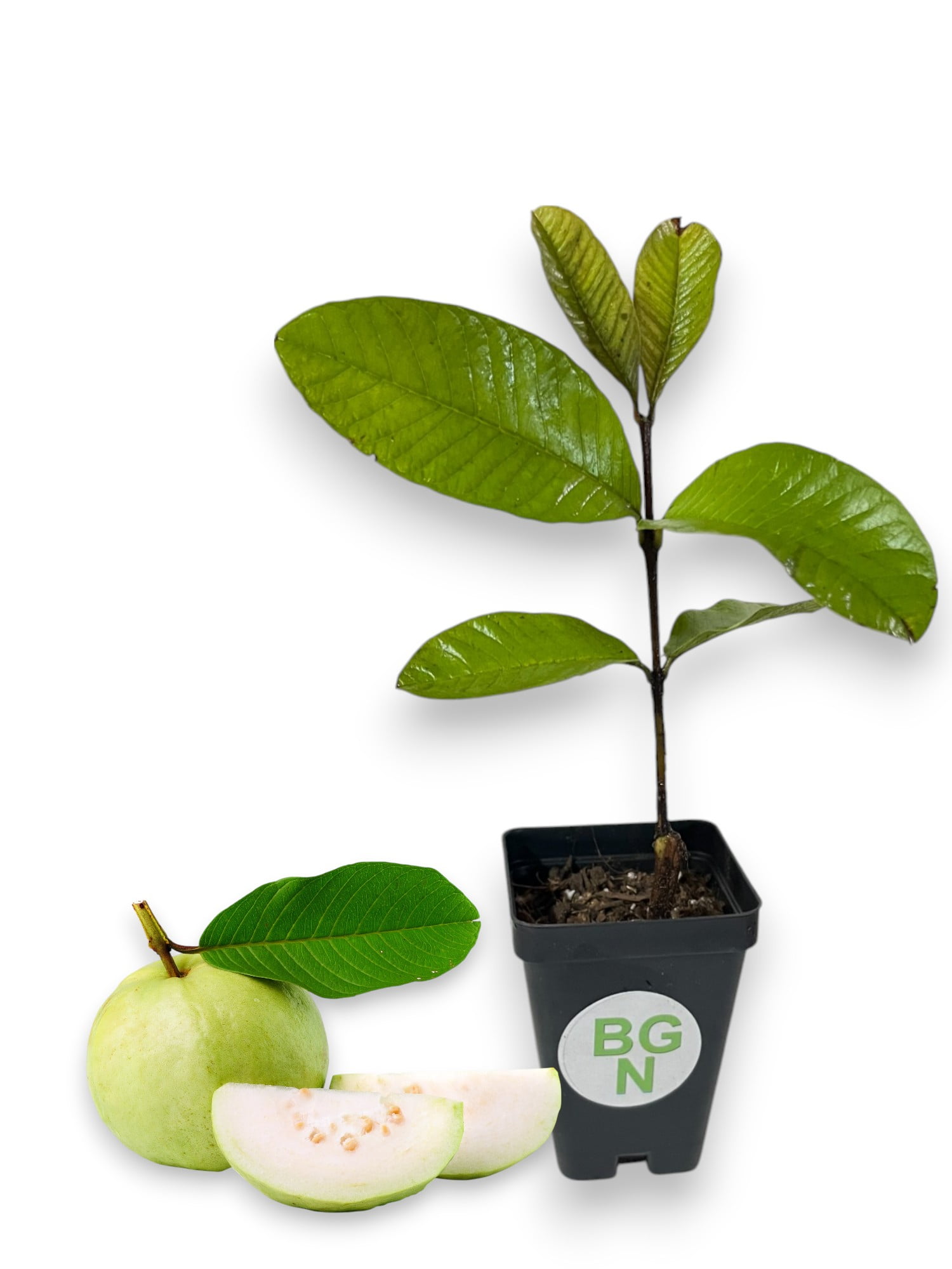 Peruvian White Guava Tree – Psidium Guajava - Walmart.com