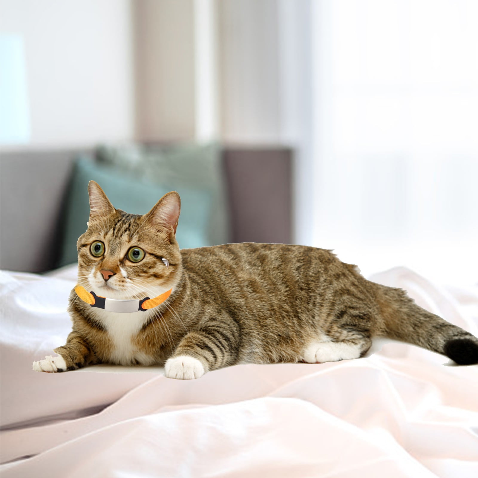 Pet Accessories 8 Color Off The Shelf Cat Collar Breakaway Design for ...