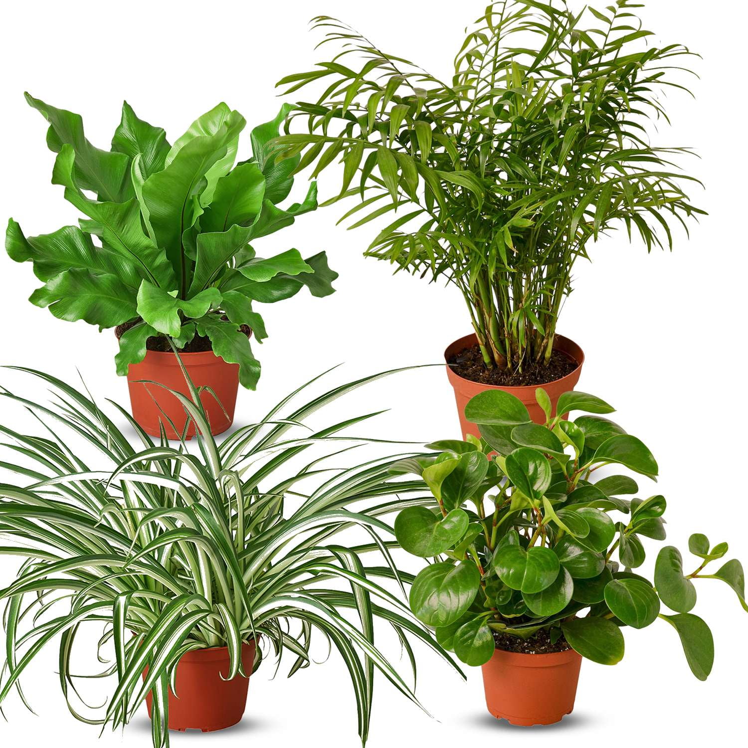 Pet Friendly Live Plants for Indoor | Different Houseplants in Multiple ...