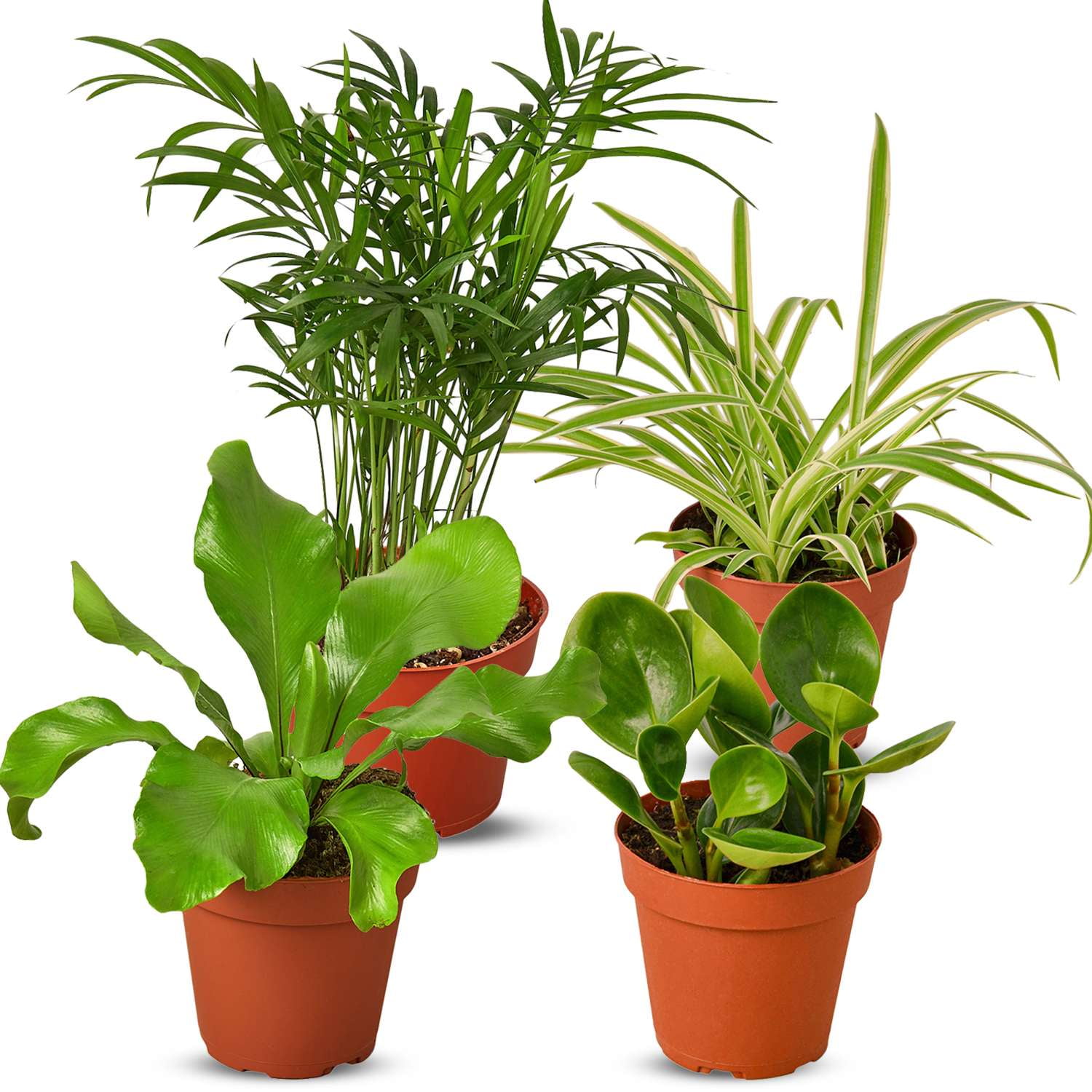 Pet Friendly Live Plants for Indoor | Different Houseplants in Multiple ...
