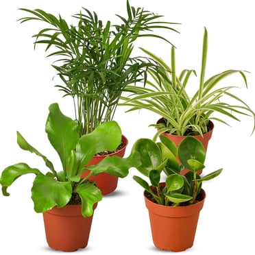 "Element by Altman Plants Live Potted Indoor Houseplants, 4 Pack of 4. ...
