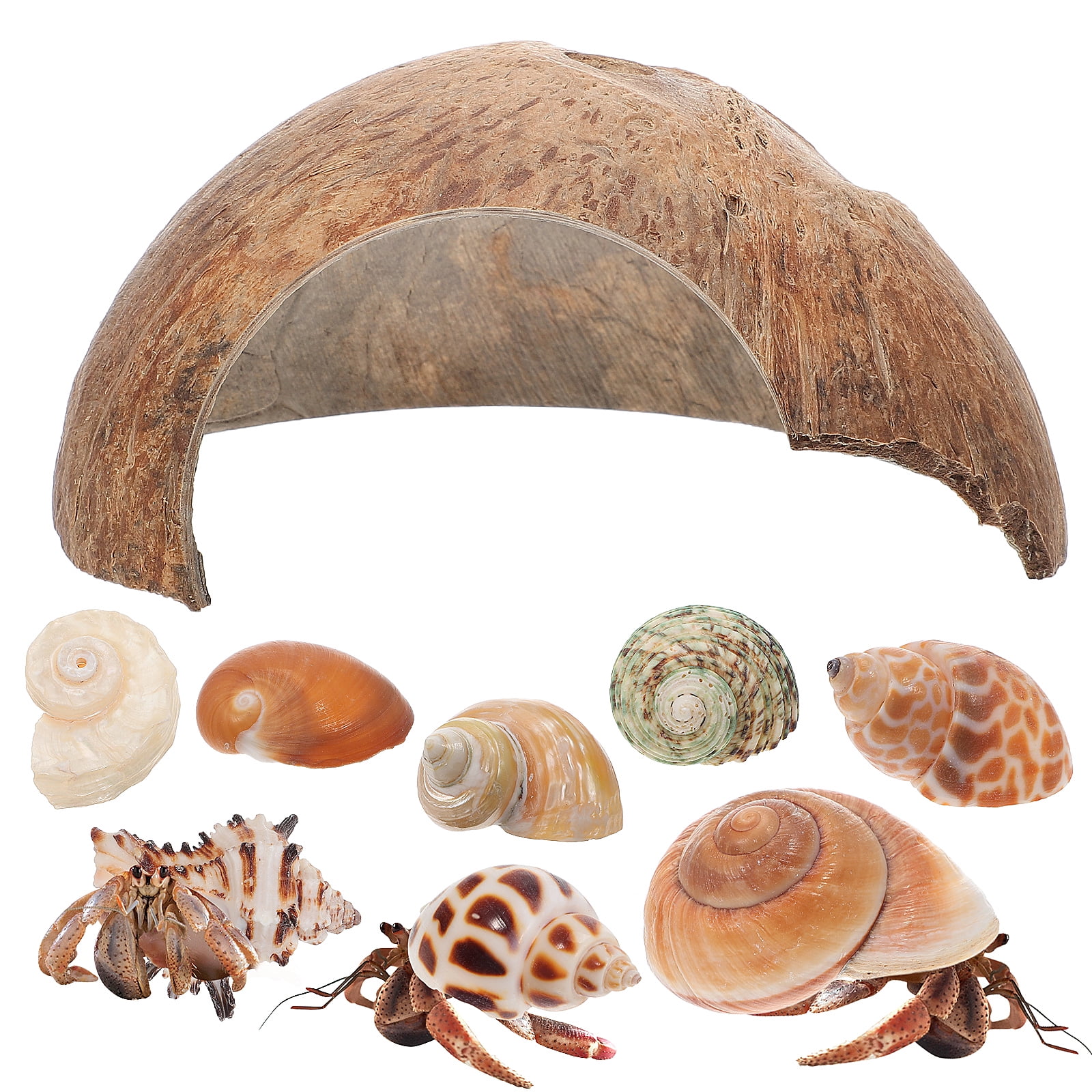 Pet Hide House Hermit Crab Habitat Aquarium Conch Decor The Animal ...
