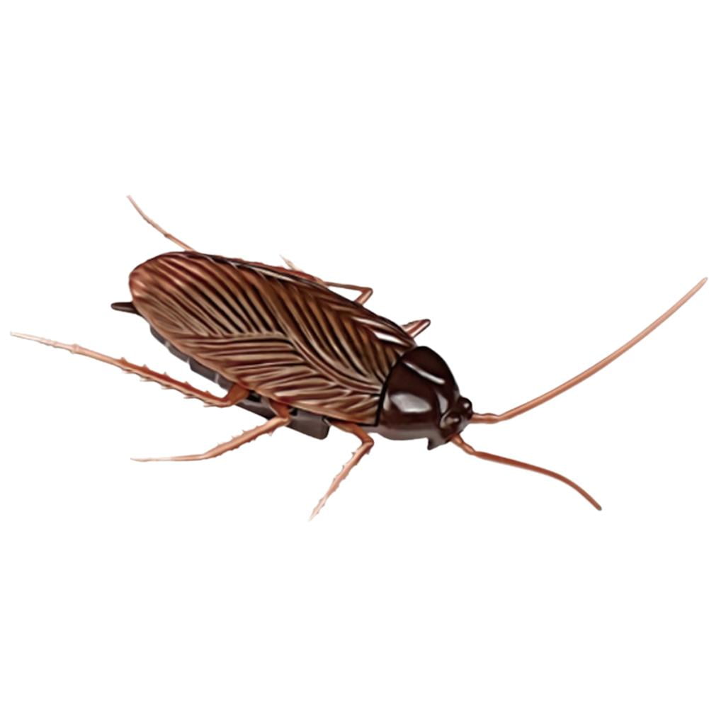 Pet Interactive Electric Cockroach Spider Toy Battery Operated Playing ...