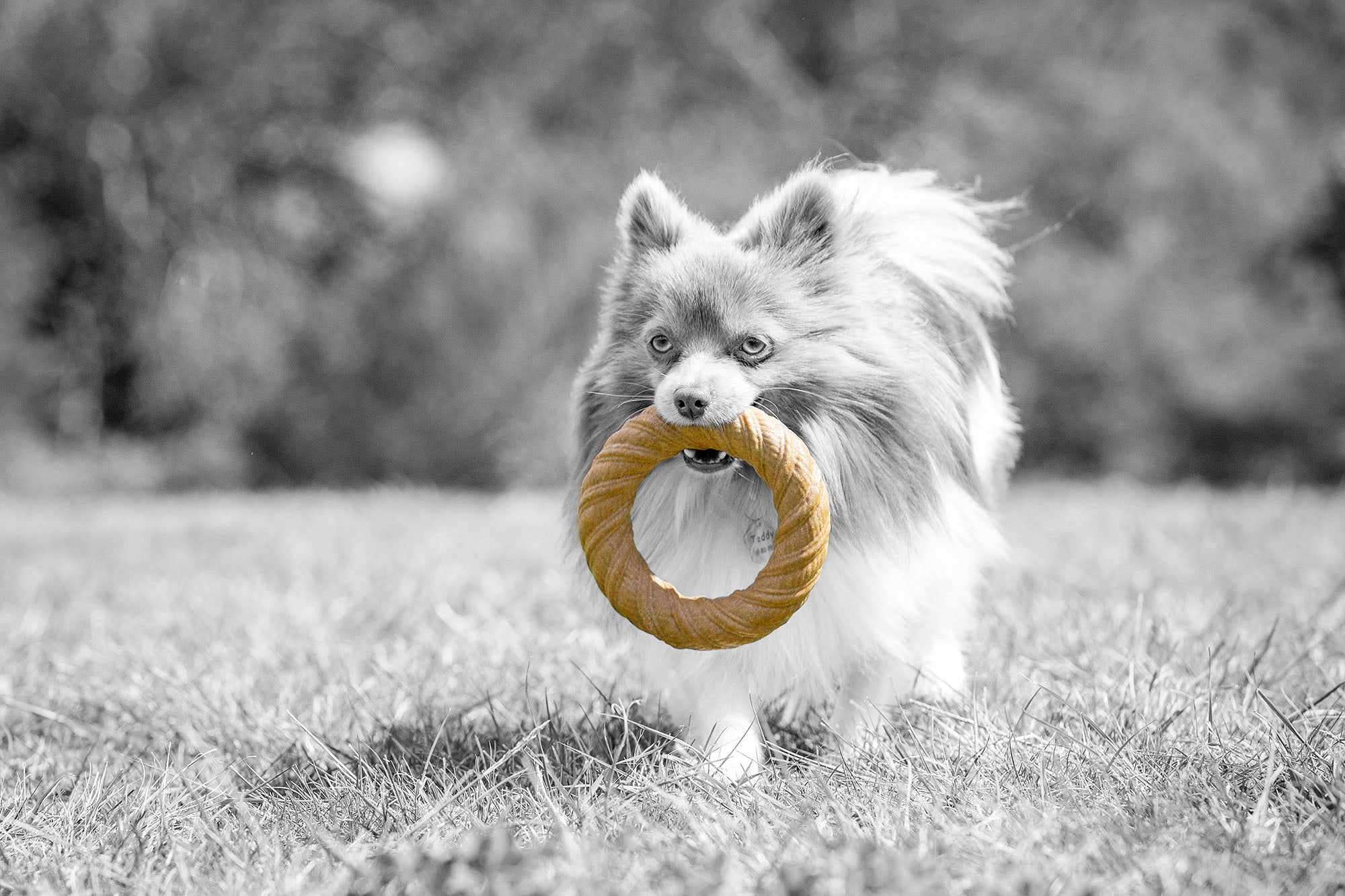 Pet Qwerks BarkBone Natural Instinct Chew Ring Nylon Dog Toy, Peanut ...