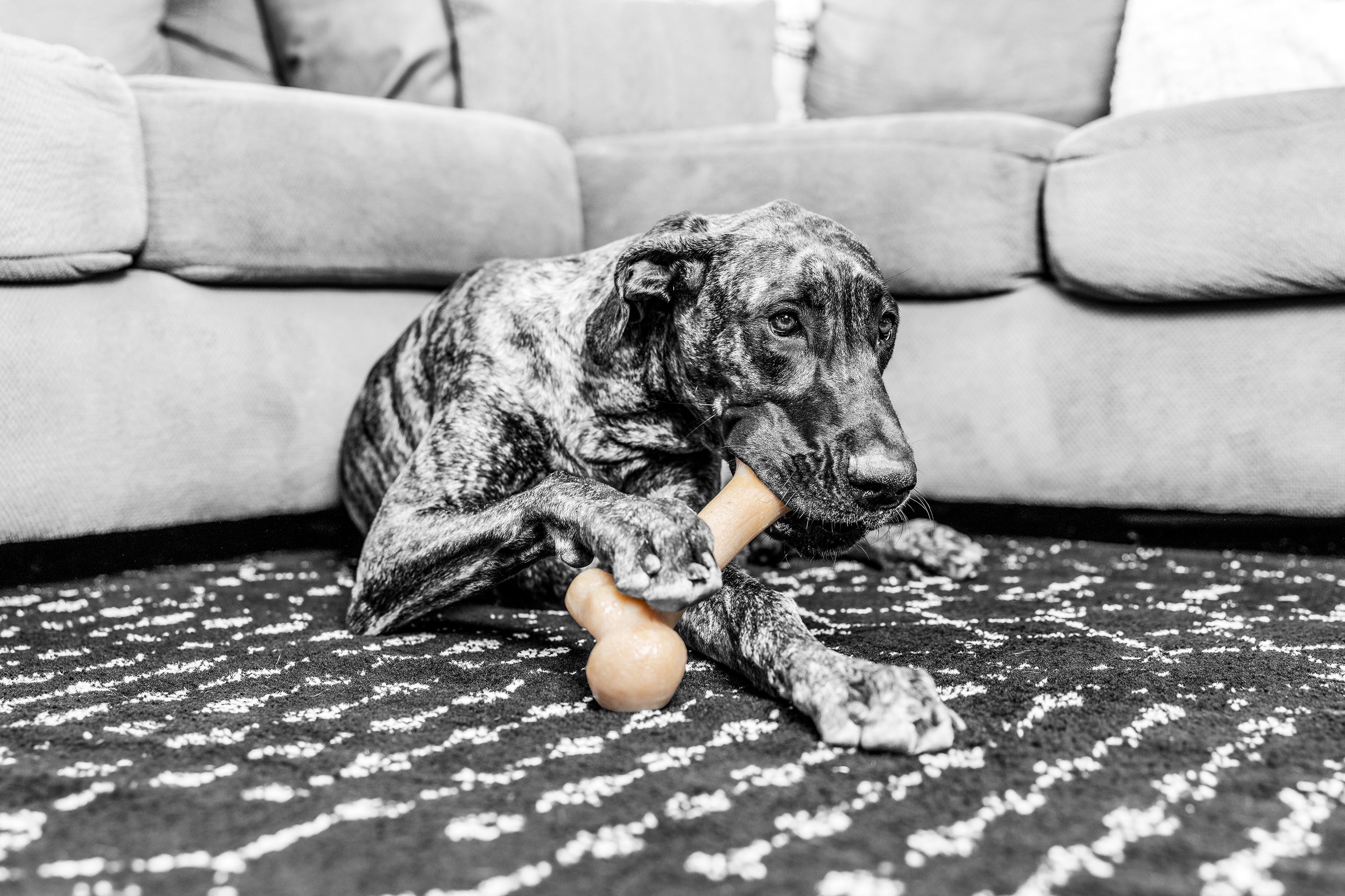 Pet Qwerks BarkBone Natural Instincts Bacon Infused Dinosaur Nylon Bone ...