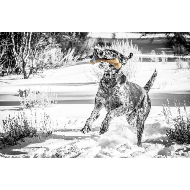 Pet Qwerks BarkBone Natural Instincts Bacon Infused Dinosaur Nylon Bone ...