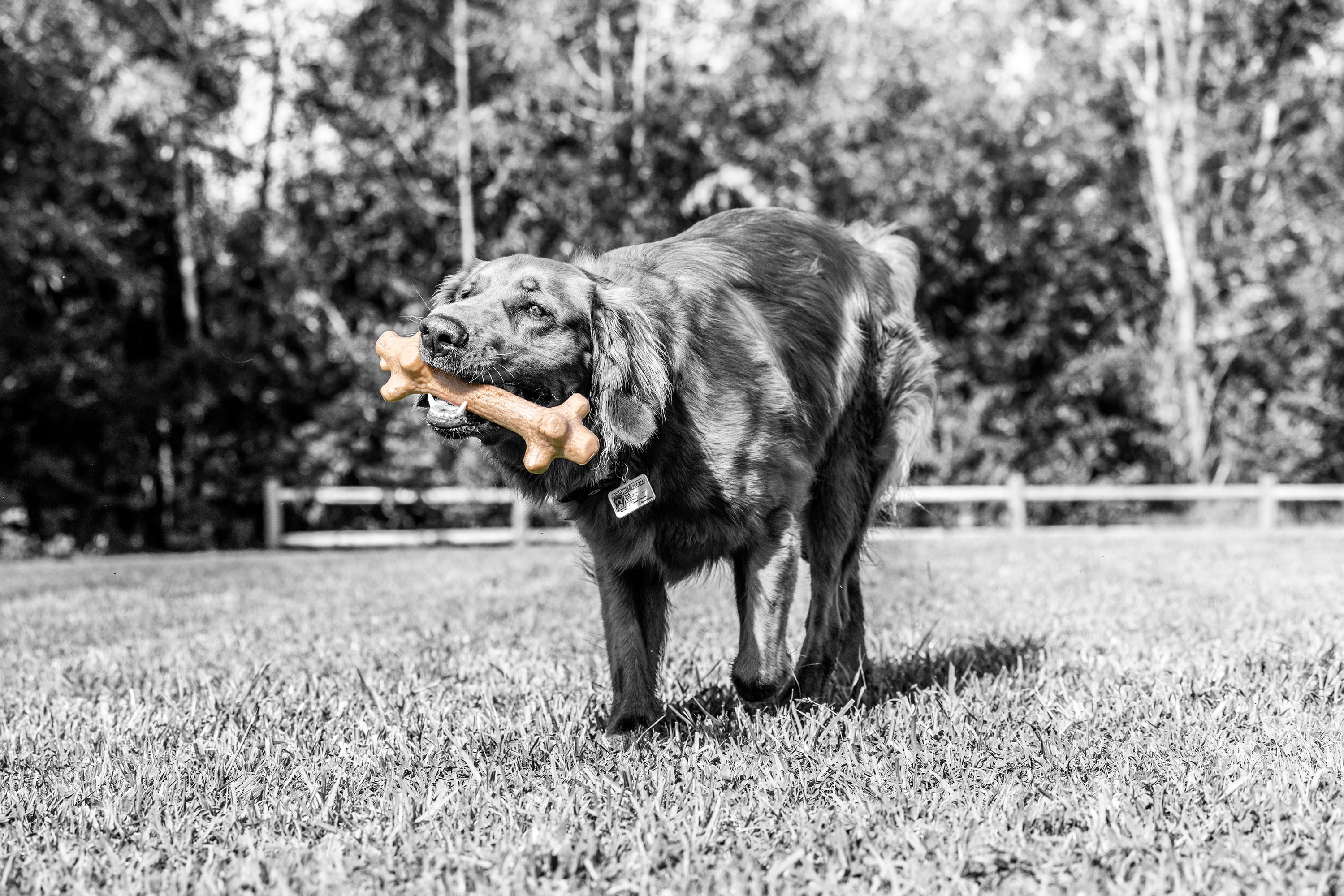 Pet Qwerks BarkBone Natural Instincts Peanut Butter Infused Stick Nylon ...