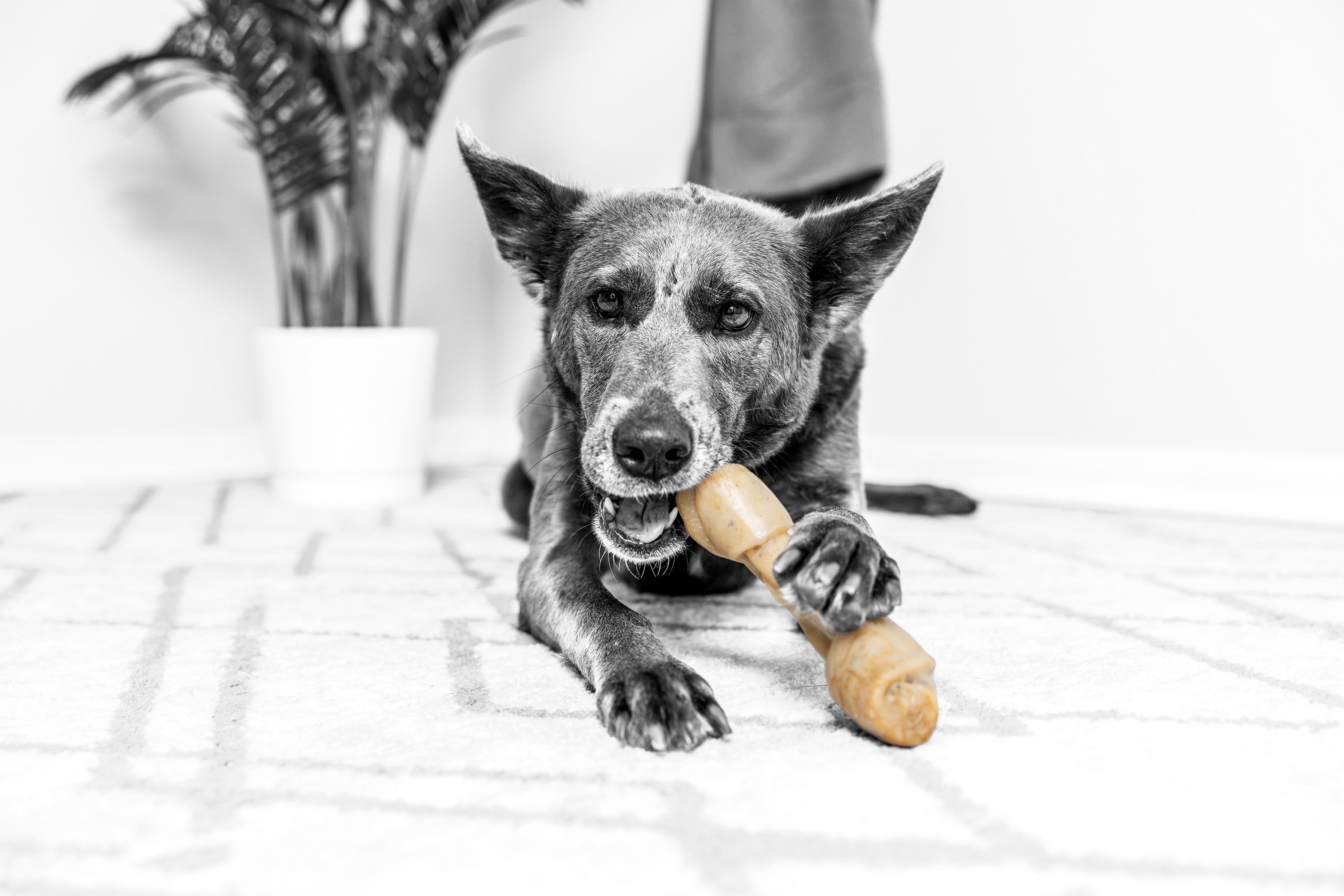 Pet Qwerks BarkBone Natural Instincts Rawhide Style Nylon Bone Dog Chew ...