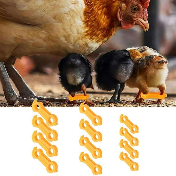 Pet Supplies 12PCS Adjustable Chicken Leg Bands for Poultry Support Training Aid for Quail and ...