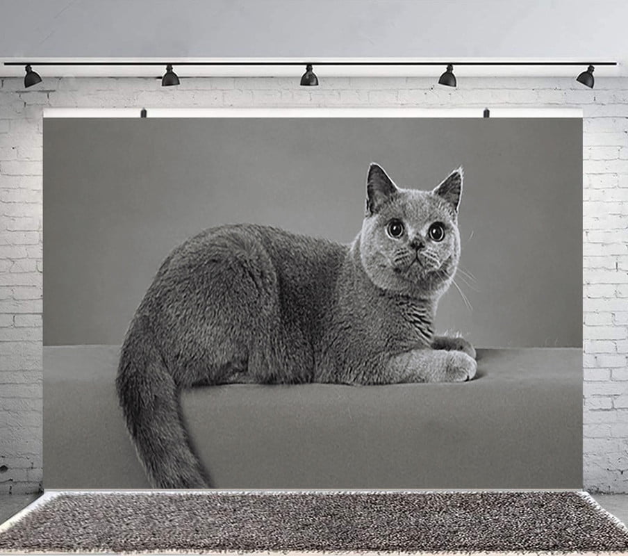 Pet cat Backdrop Banner Party Supplies Poster Movie Theme Background ...