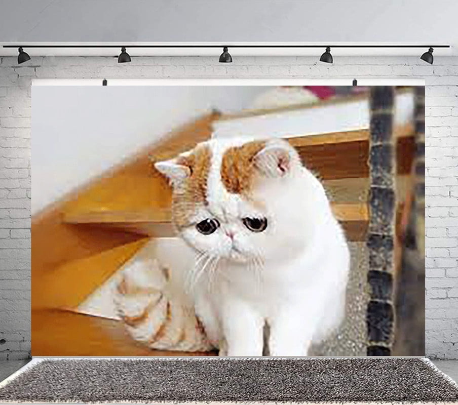 Pet cat Backdrop Banner Party Supplies Poster Movie Theme Background ...
