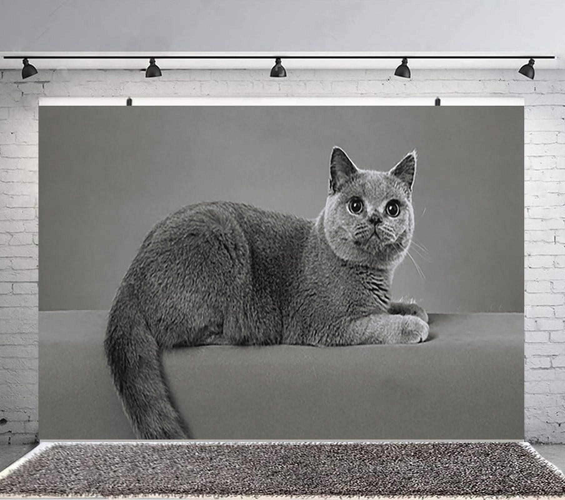 Pet cat Backdrop Banner Party Supplies Poster Movie Theme Background ...