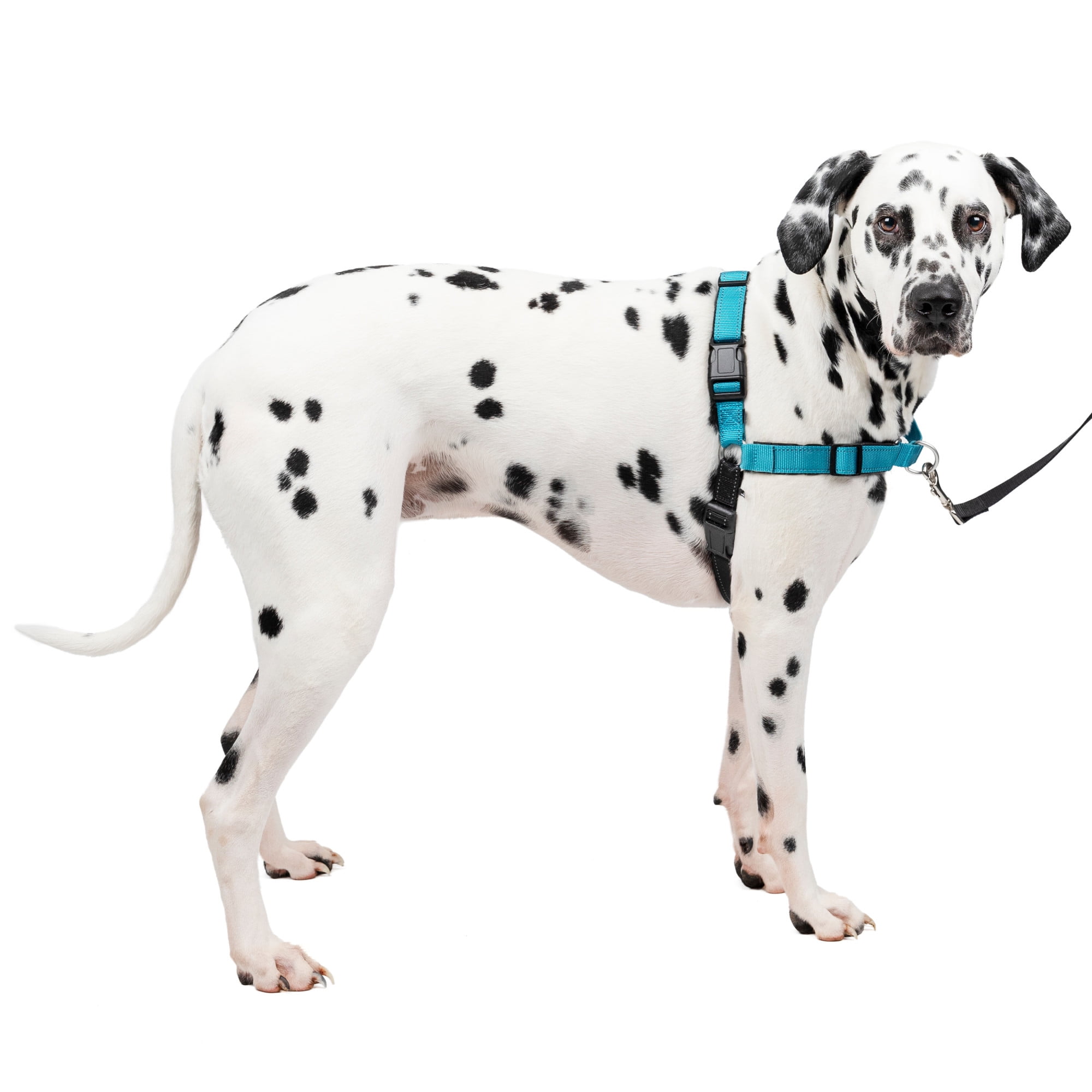 PetSafe Deluxe Easy Walk Dog Harness, No-Pull Dog Training, Ocean ...