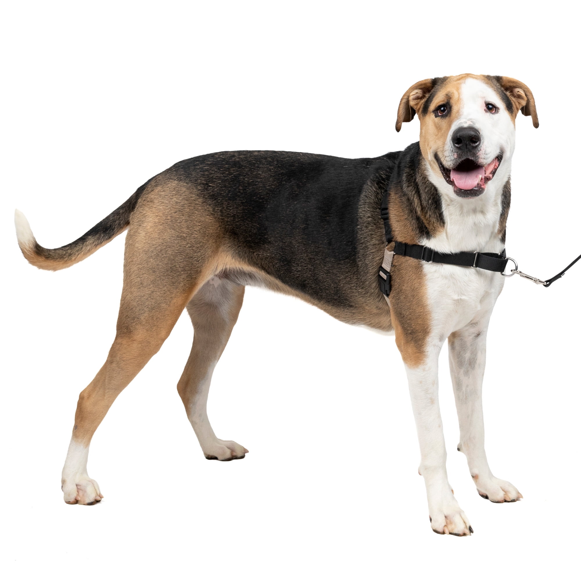 Easy Walk Harness