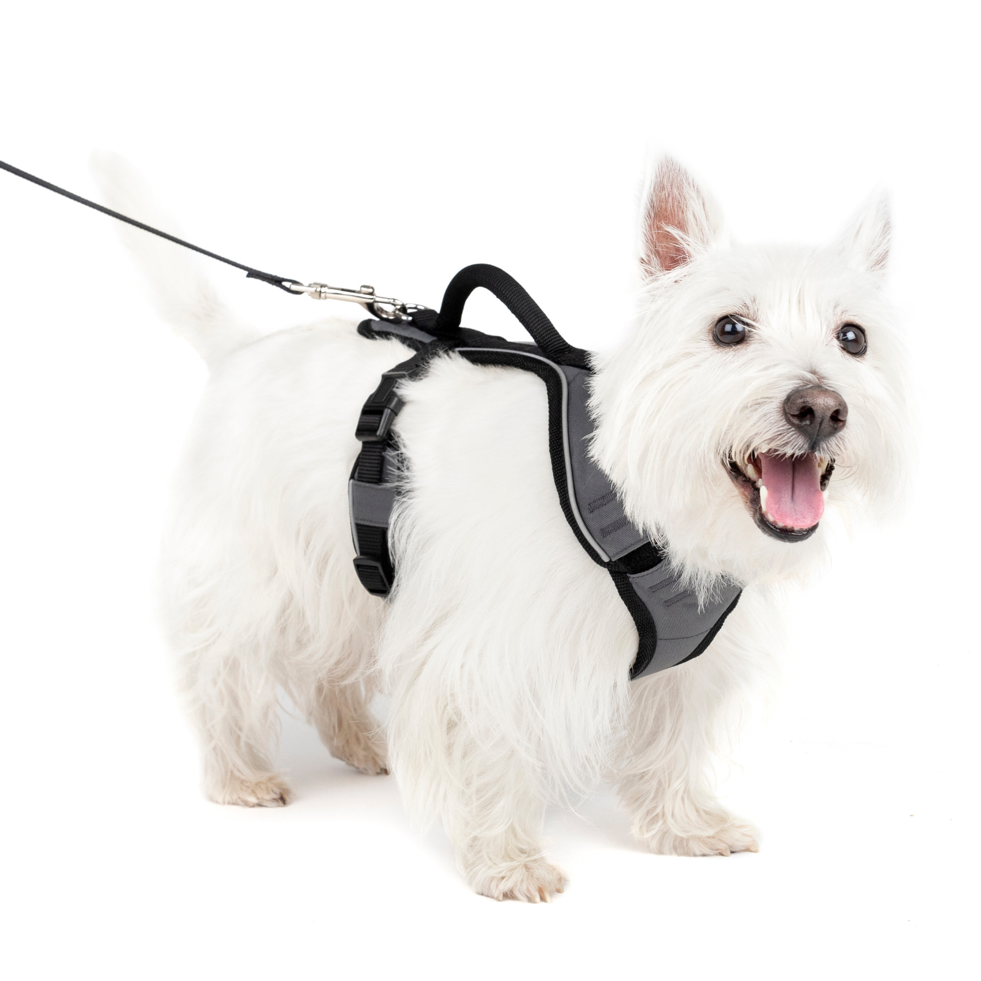 PetSafe 3 in 1 Harness, No-Pull Dog Harness and Car Restraint, Large ...