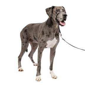 PetSafe Gentle Leader Headcollar, Large 60-130 Lb, No-Pull Dog Collar ...