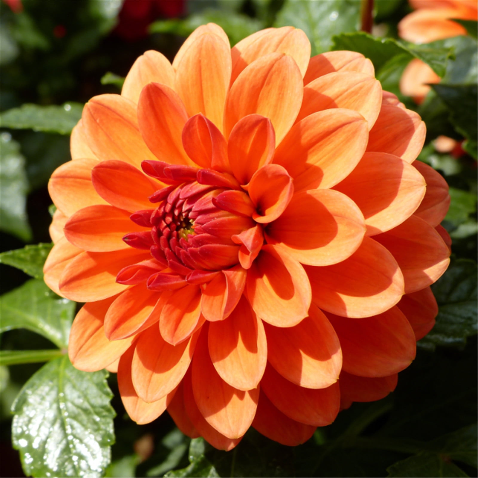 Petalonso Dahlia-Tubers For Planting - Outdoor - Bulk-Elegance ...