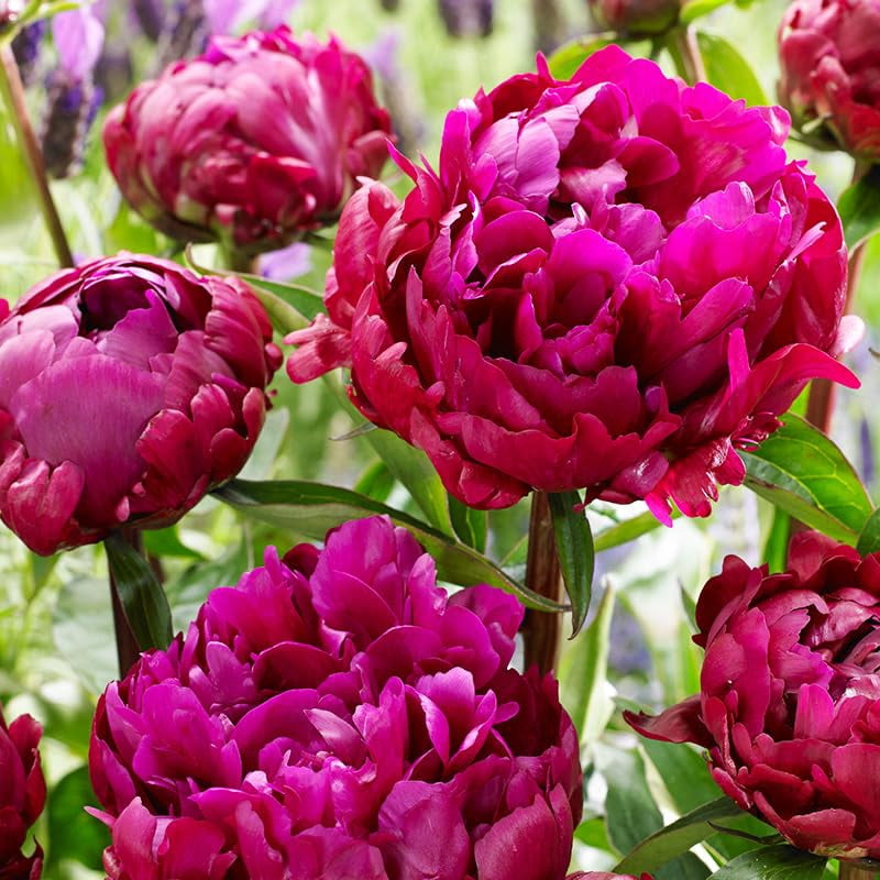 Peter Brand Peony Flower Root - Fragrant Perennial - Grow Live Flowers ...