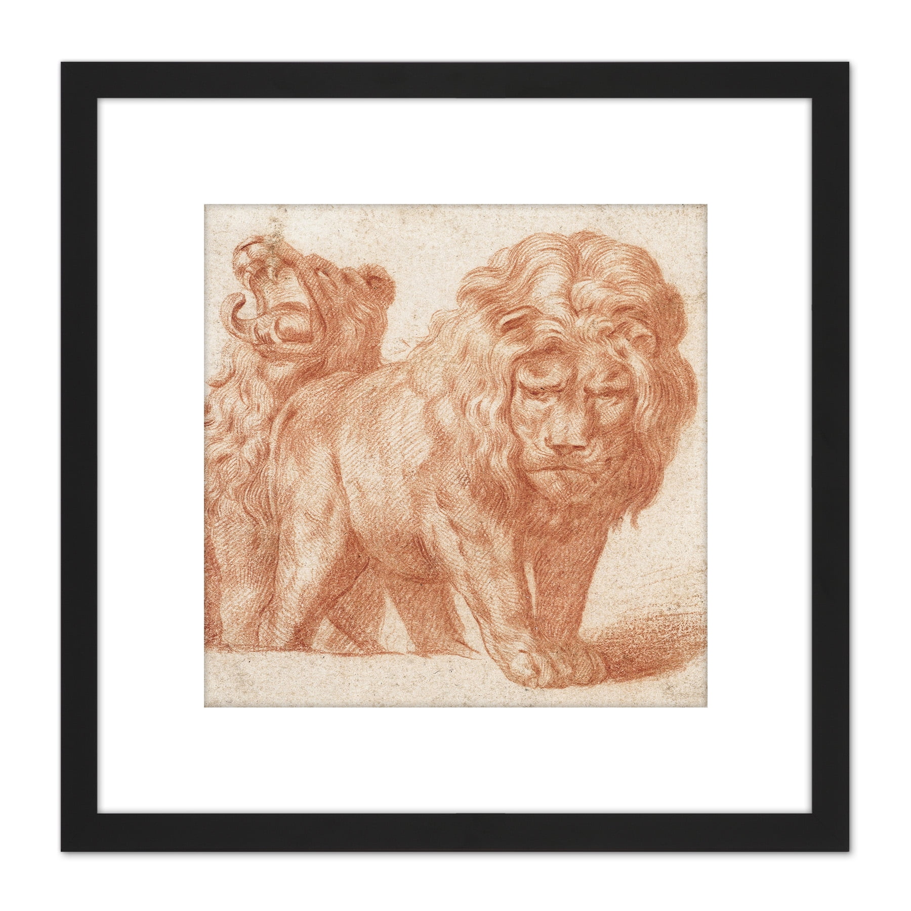 Peter Paul Rubens Two Lions Roaring Illustration 8X8 Inch Square Wooden ...