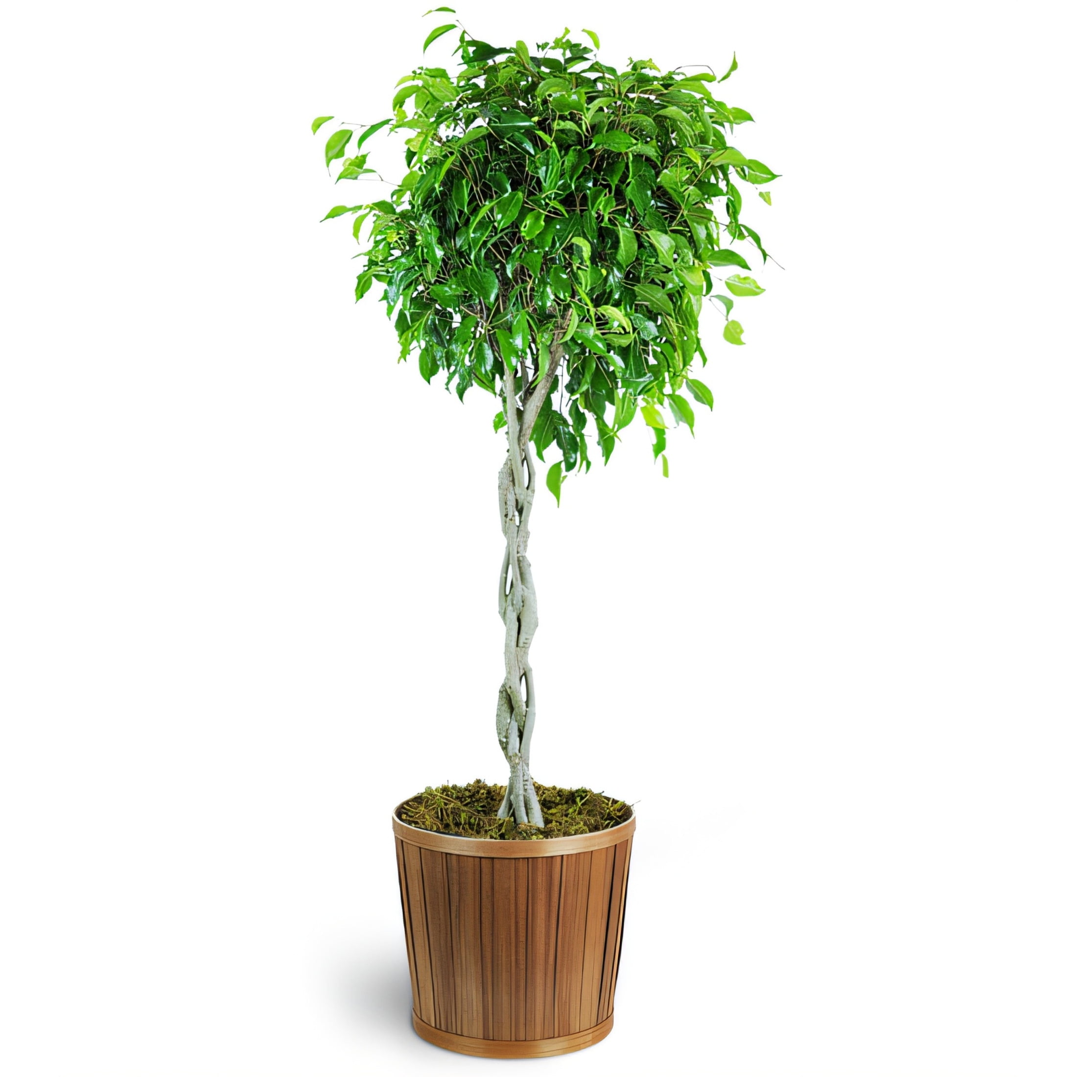 Petite Flower Shop - Braided Ficus Tree - Premium - Walmart.com