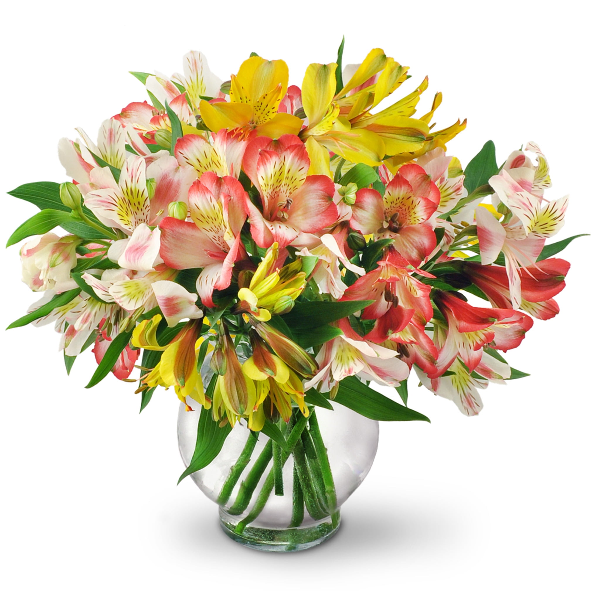 Petite Flower Shop - Perfect Peruvian Lilies - Standard - Walmart.com
