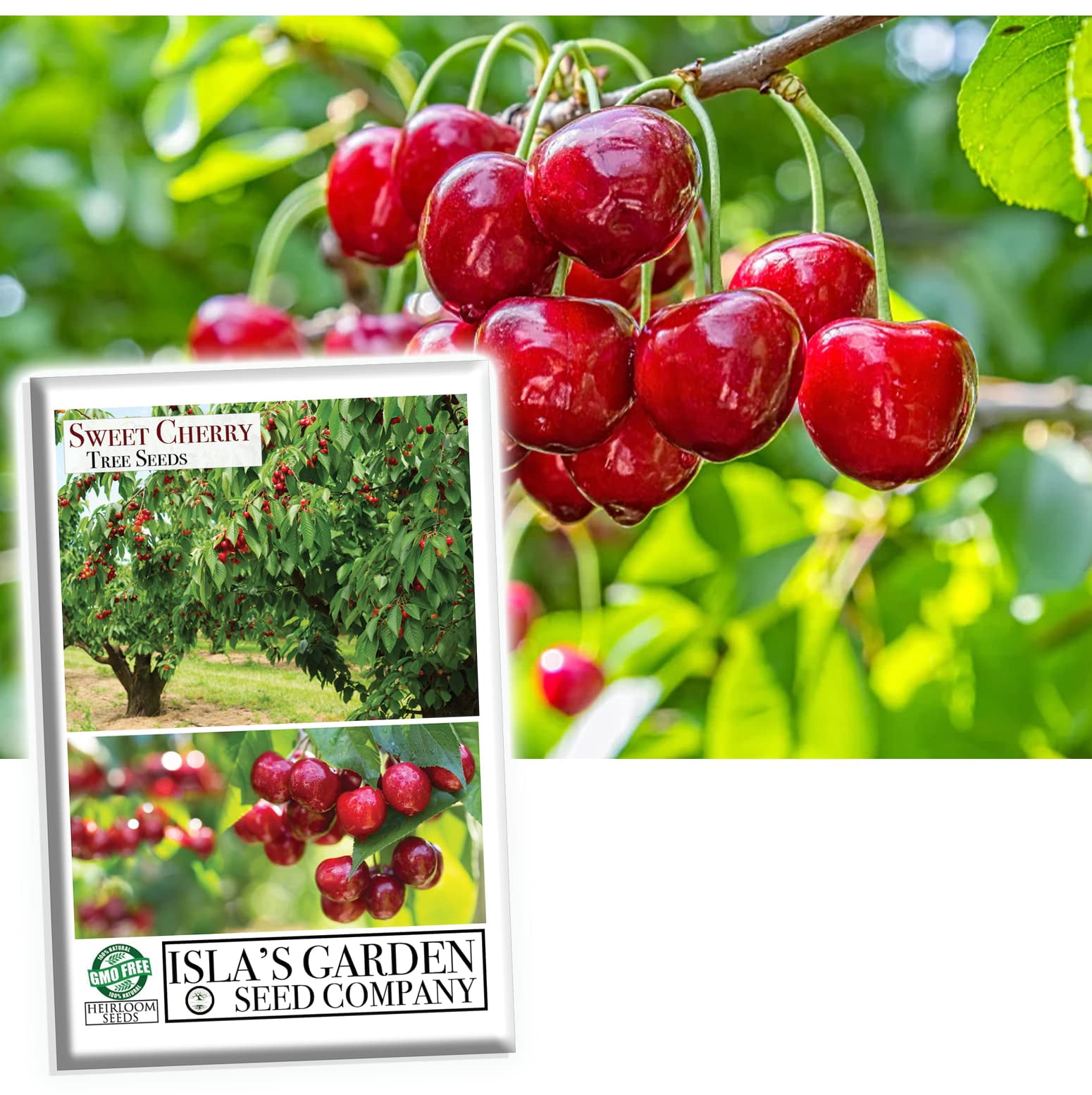 Sweet Cherry Fruit AJH3 Tree Seeds, 20 Fruit Seeds Per Packet, (Isla's ...