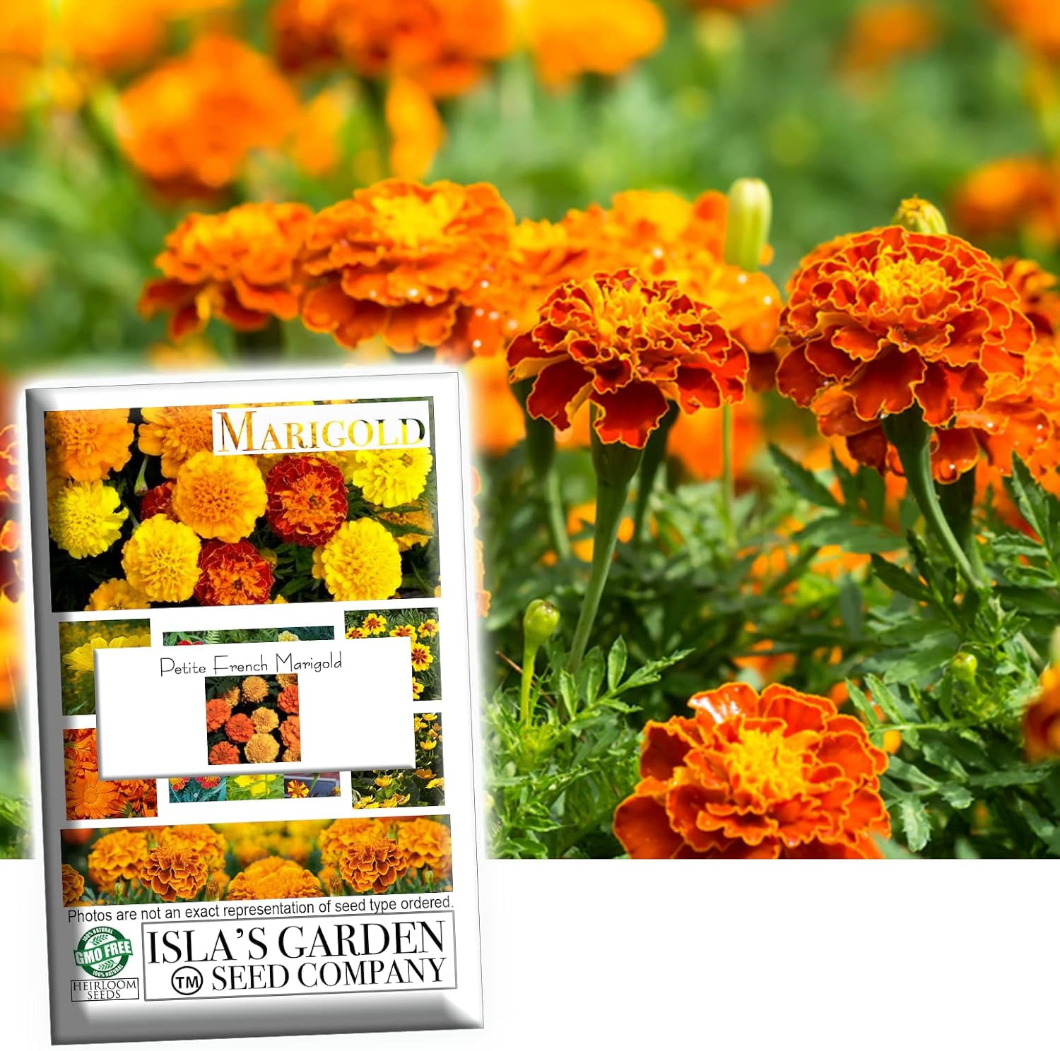 Petite French Marigold Seeds,1000+ Seeds Per Packet Non GMO Seeds ...