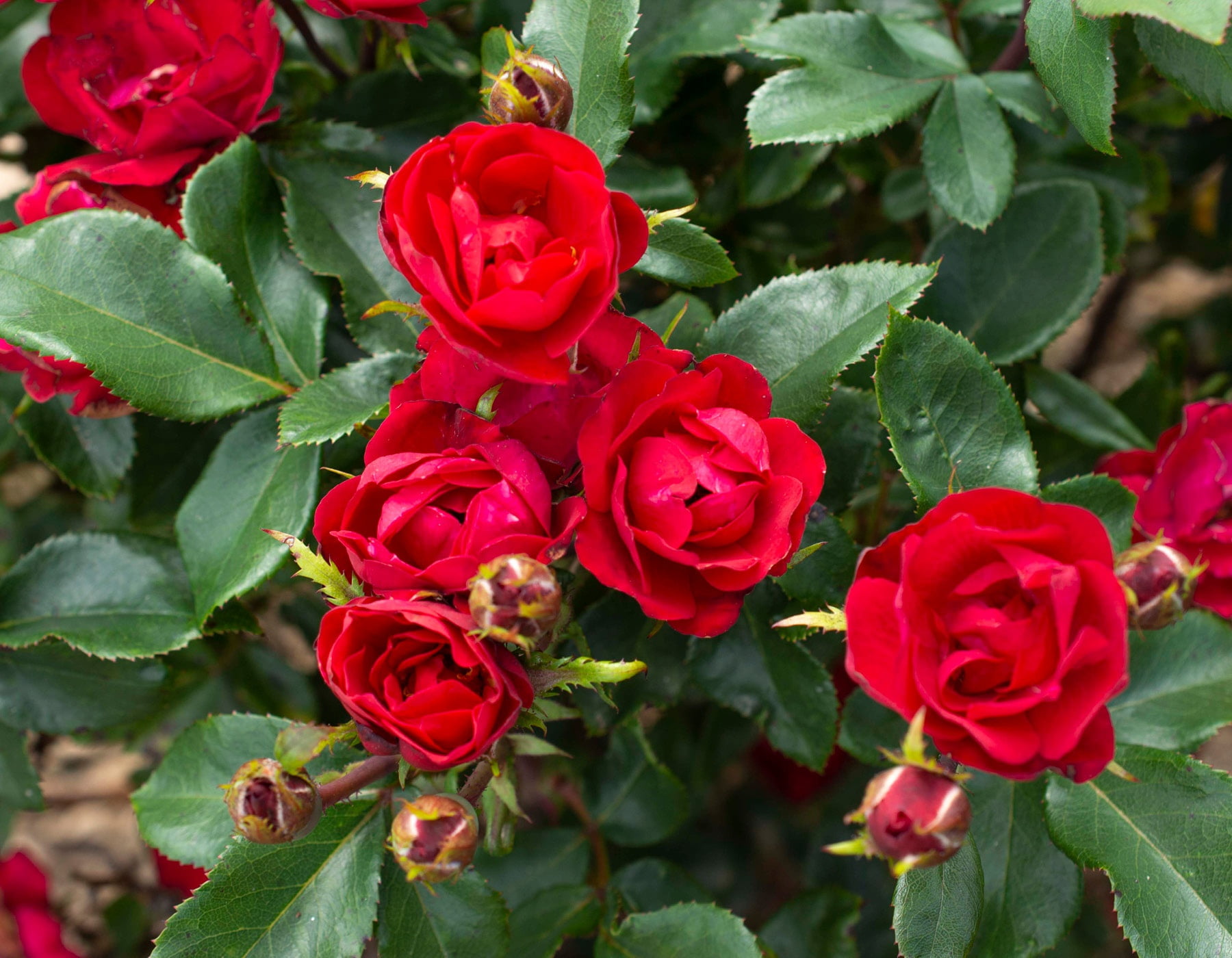 Petite Knock Out® Rose - Live Plant (1 QT) | Miniature Rose | Deep Red Flowers - Walmart.com
