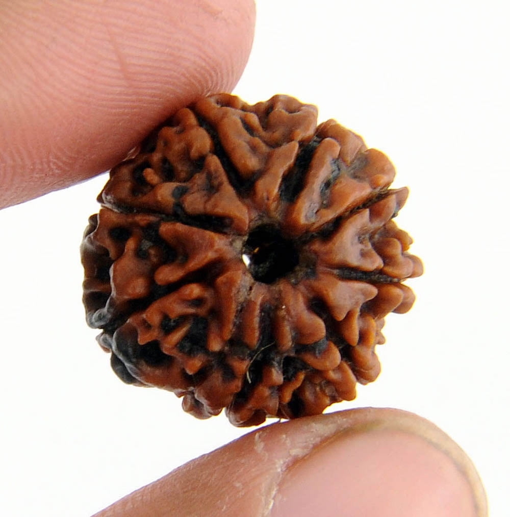 Petrichor Original Nepali 8 Mukhi Rudraksha Certified Bead, 15 mm to 20 ...